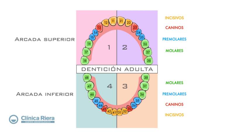 Nombre de los dientes: ¿Cómo se llaman cada uno?